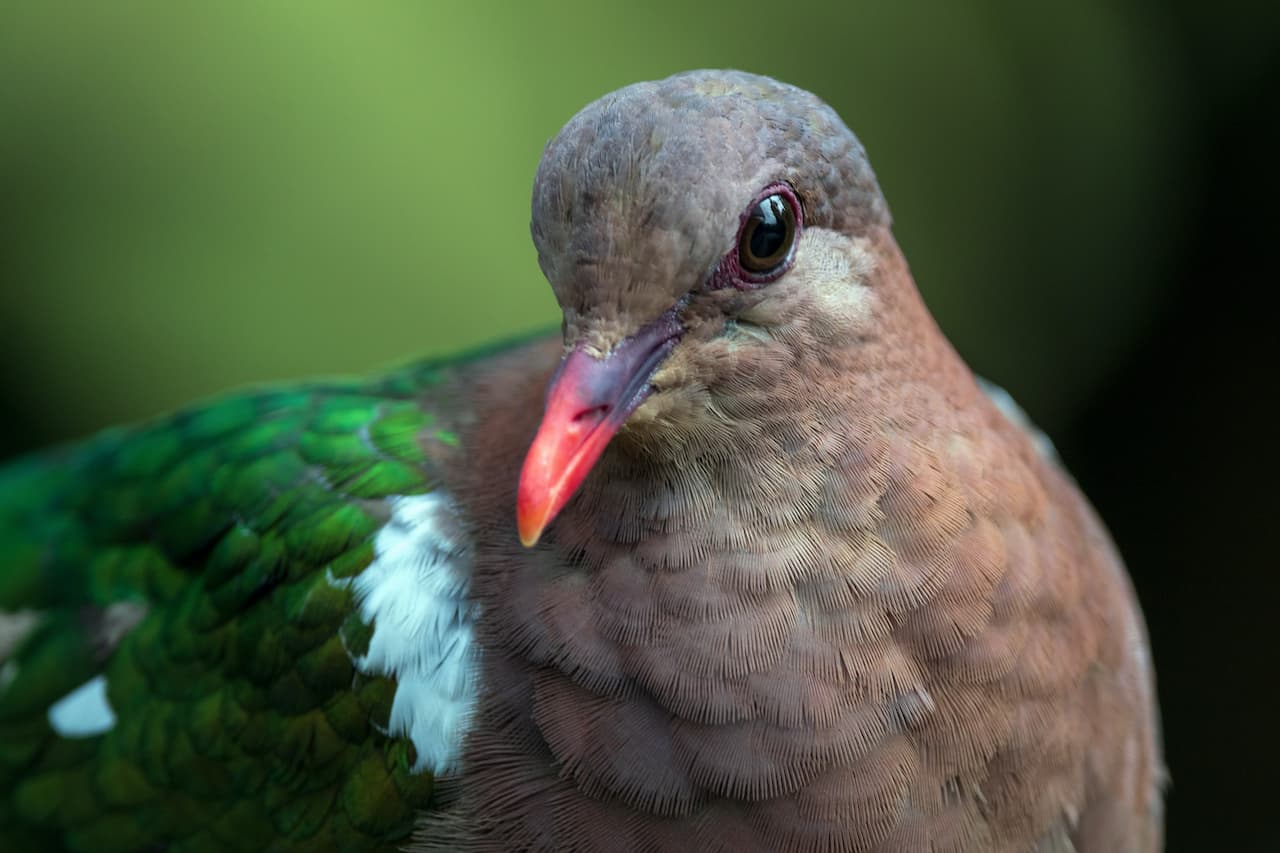 Emerald Dove | Mary Cairncross