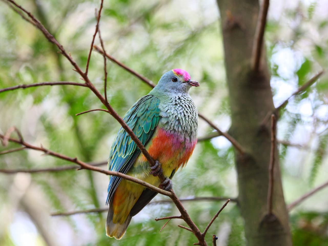 Rose Crowned Fruit Dove